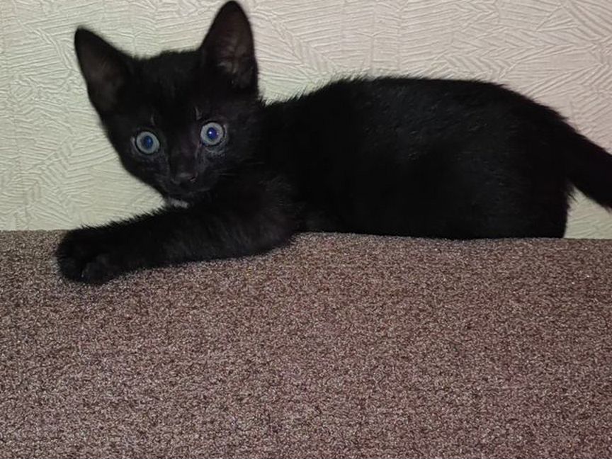 Котята в добрые руки бесплатно