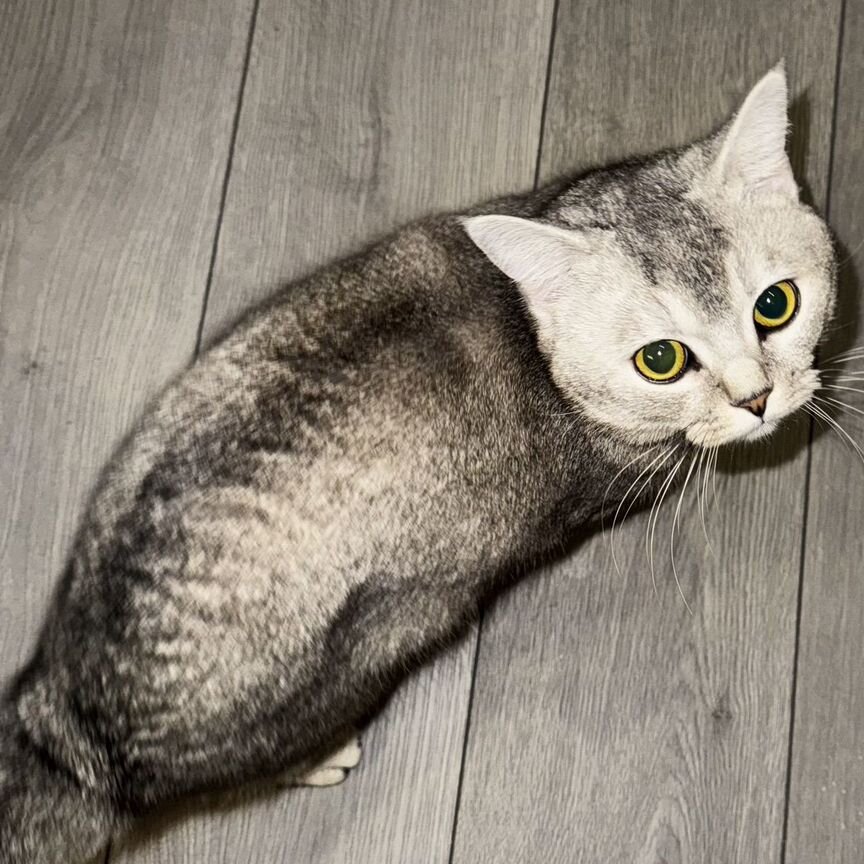 Шотландские коты ищут дом