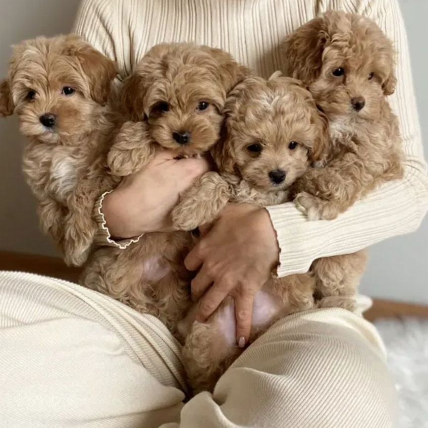 Щенки мальтипу