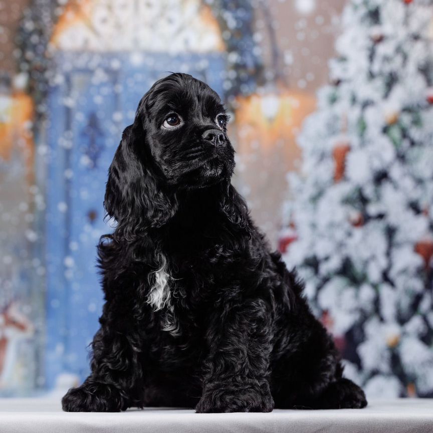 Американский кокер-спаниель, щенок