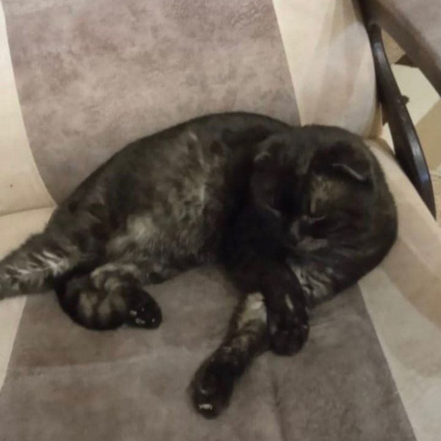 Кот милаш