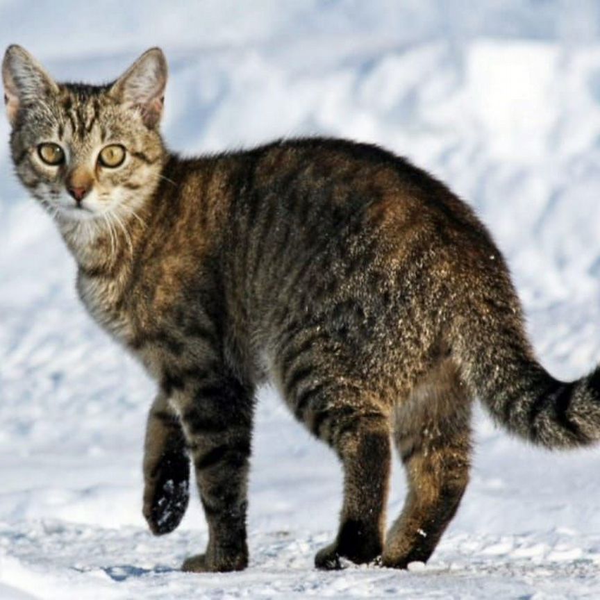Замерзает котик