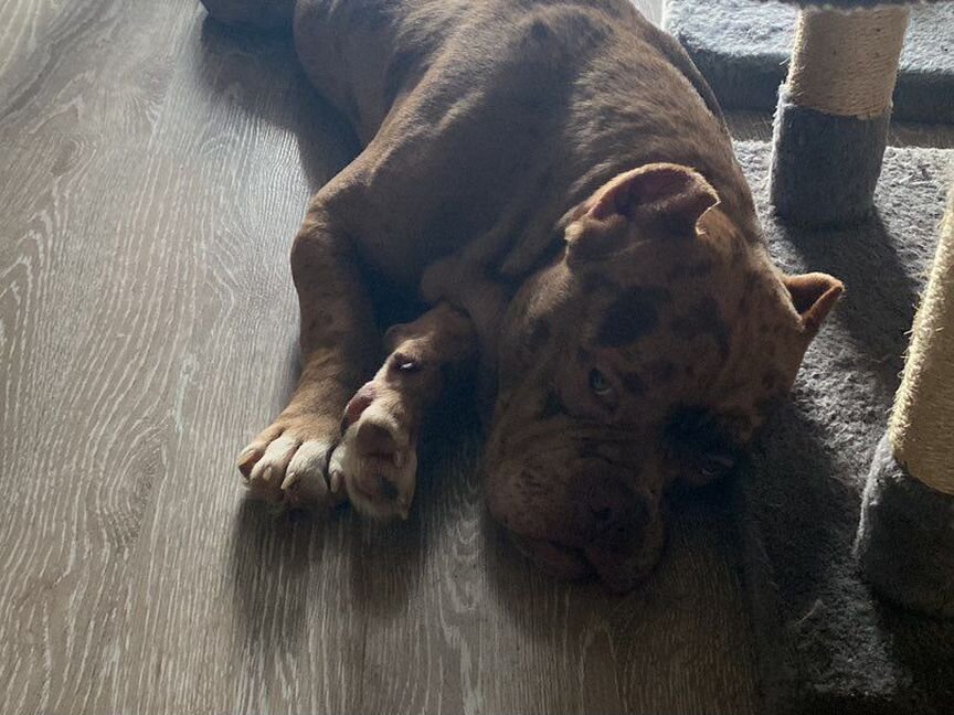 Американский булли покет