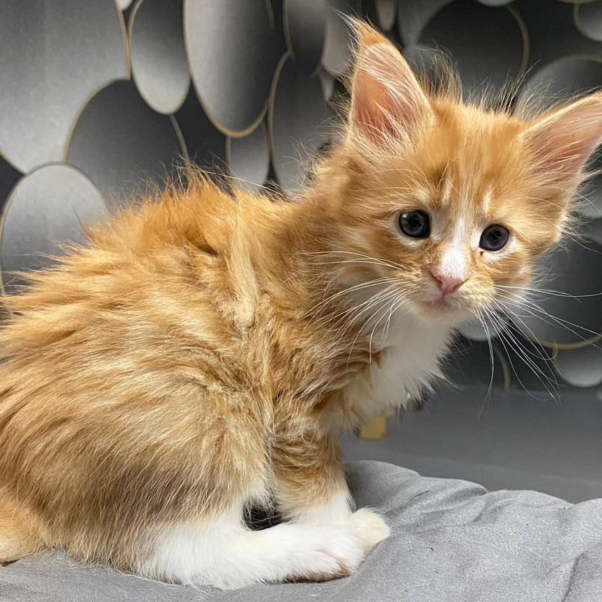 Котята мейн-кун