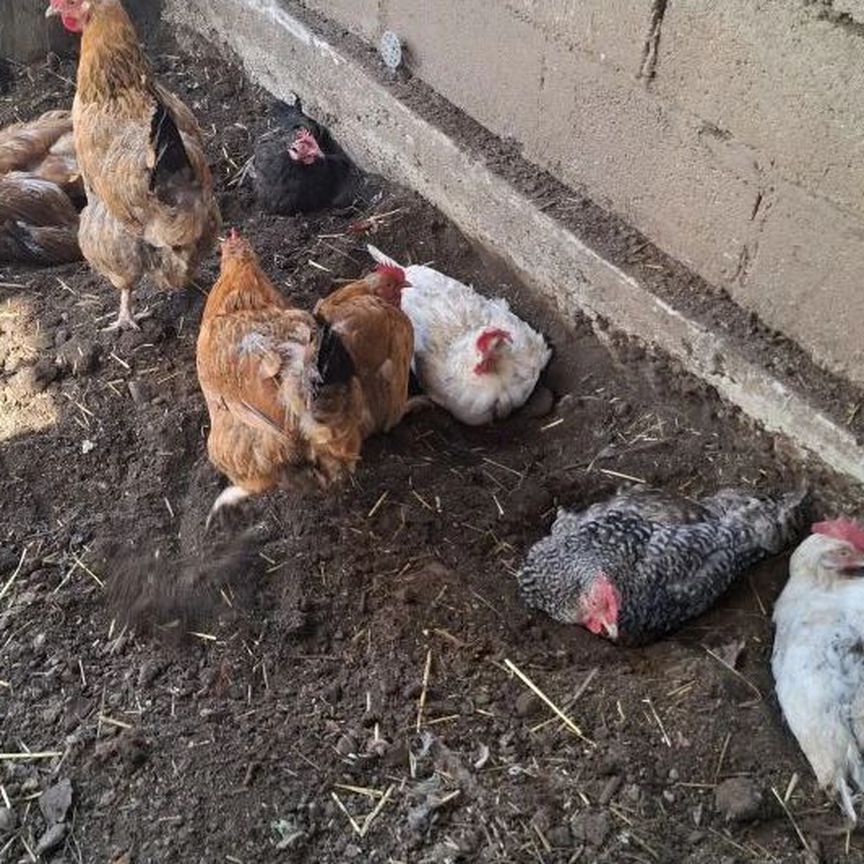 Цыплята суточные несушки