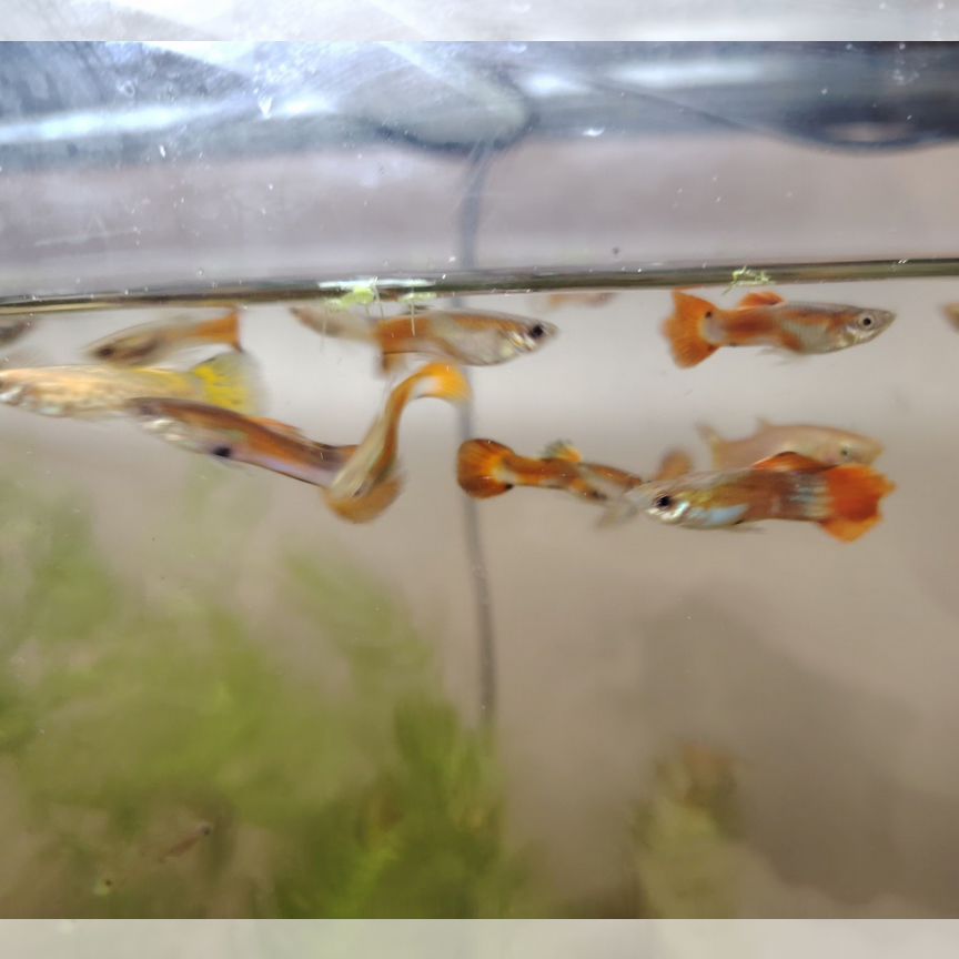 Рыбки Креветки Роголистник