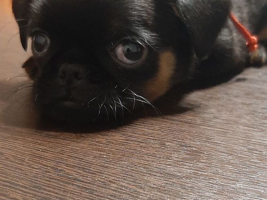 Пти брабансон