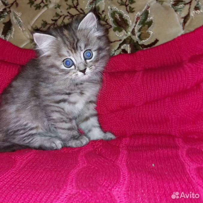 Персидские котята