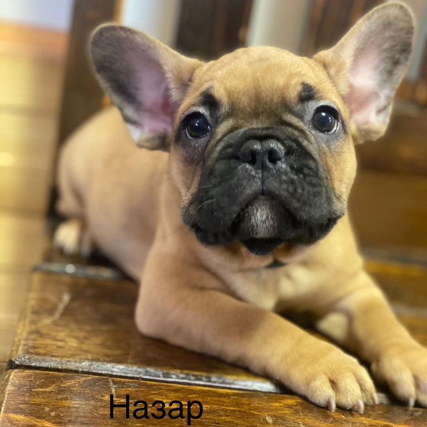 Французский бульдог щенки