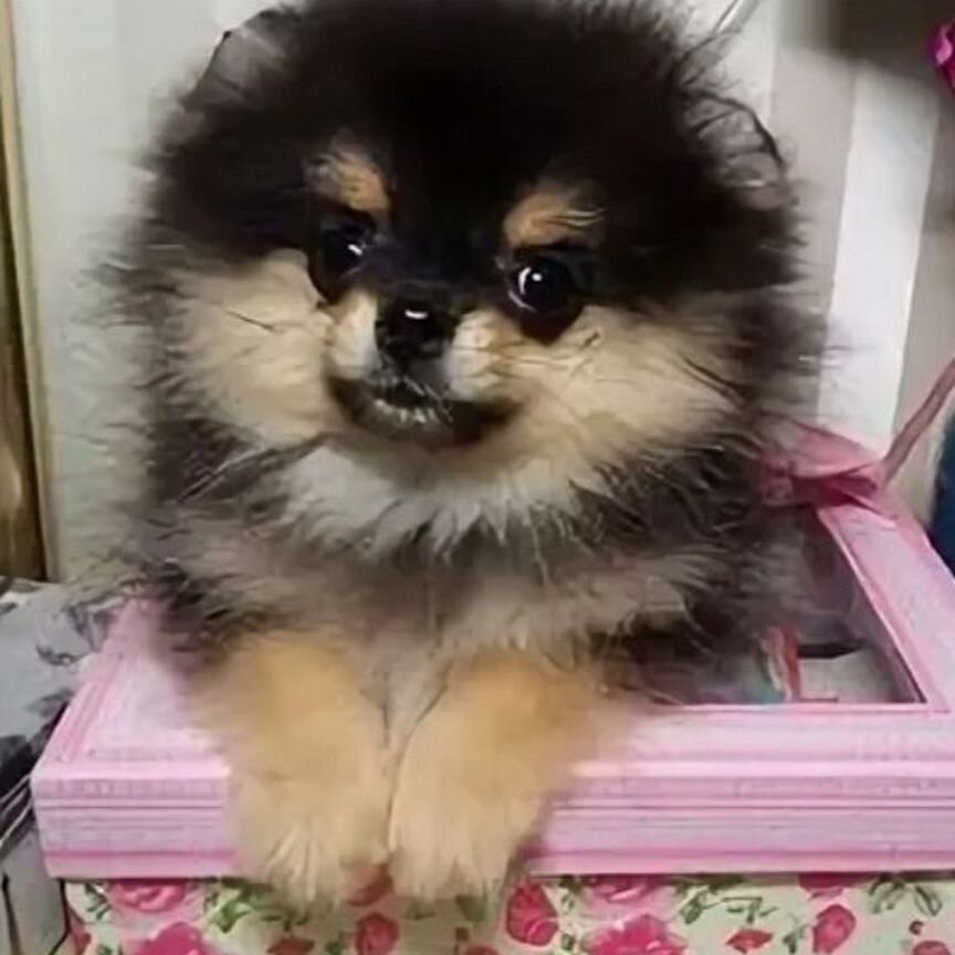 Померанский шпиц, щенок