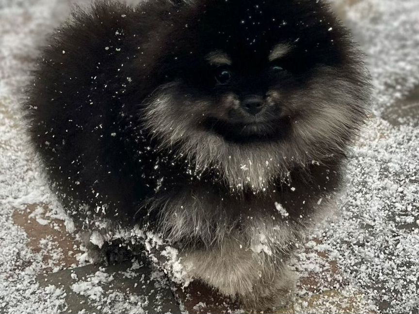 Шпиц мальчик