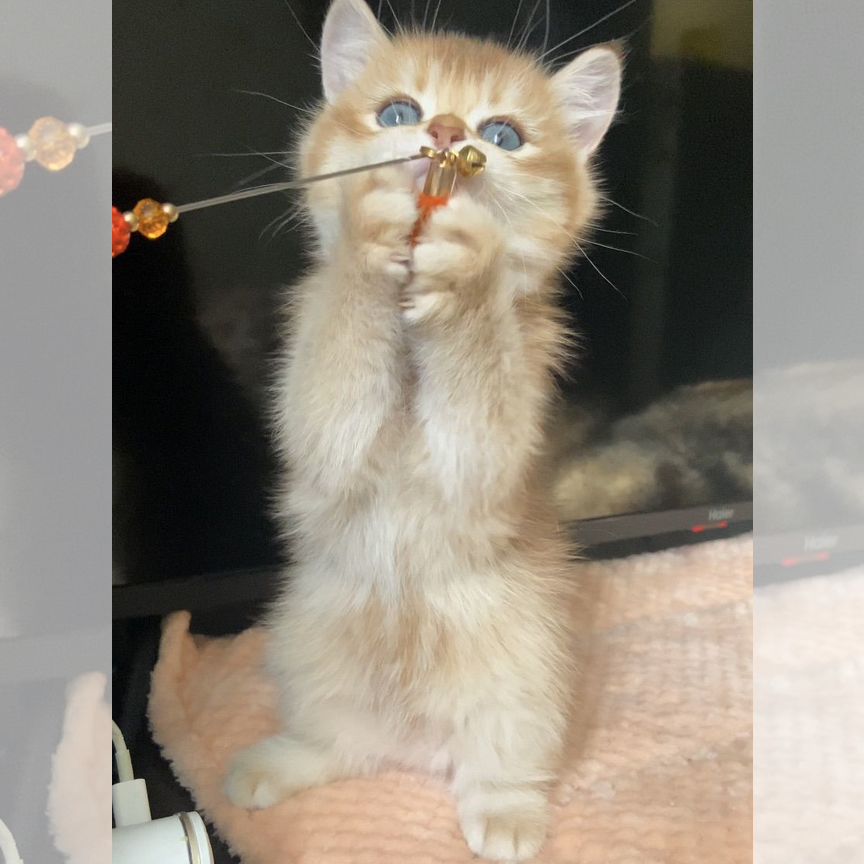 Шотландский котик Талисман ny 12