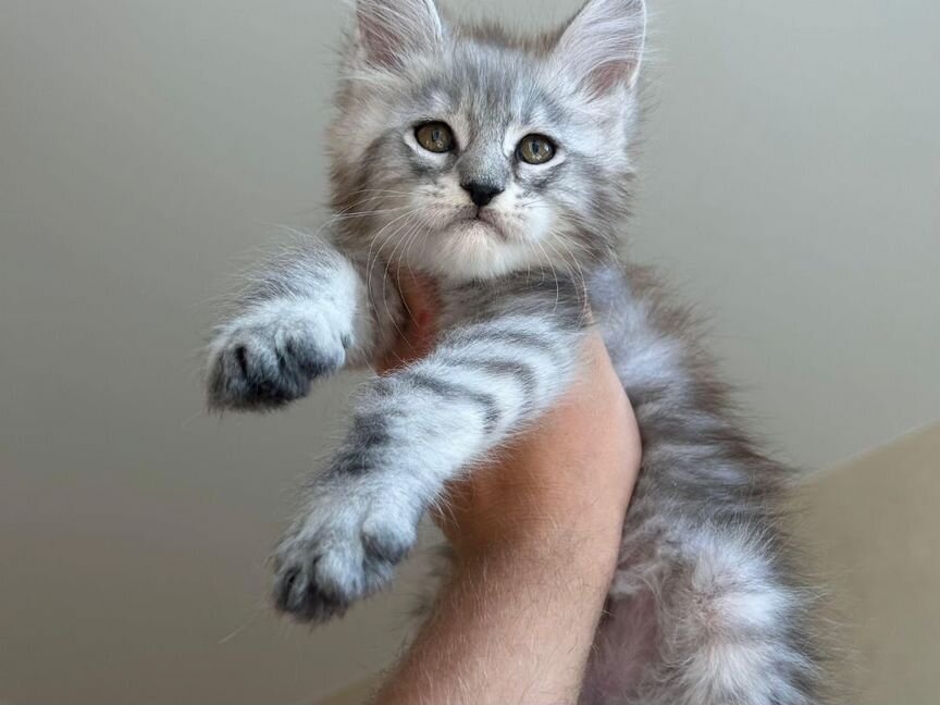 Серебряная кошечка Мейн кун
