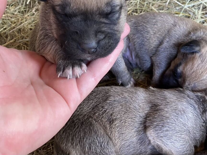 Шенки стафорда