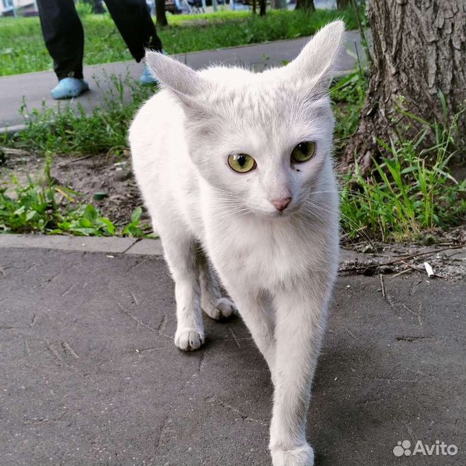 Кхао мани кошка