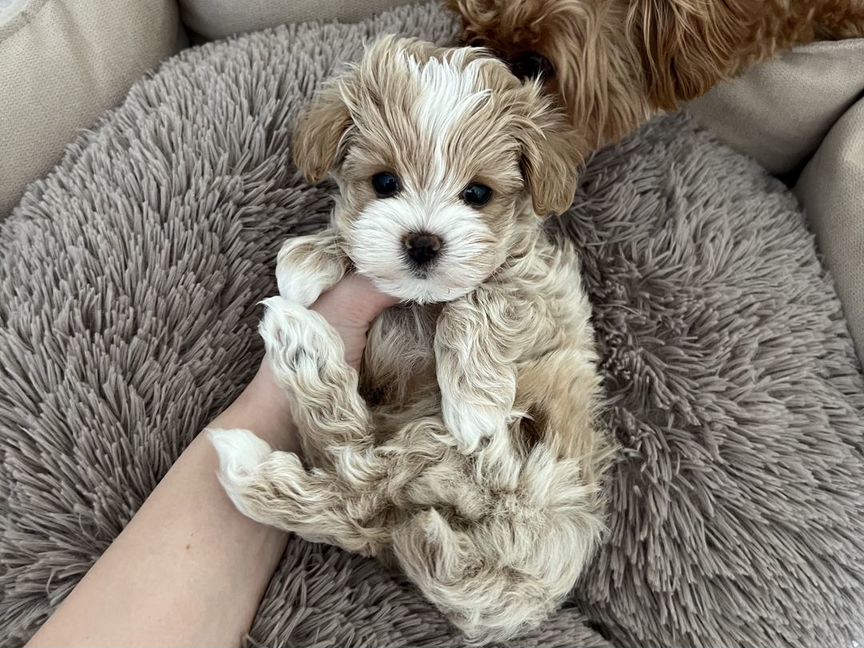 Мальтипу f1 mini baby face