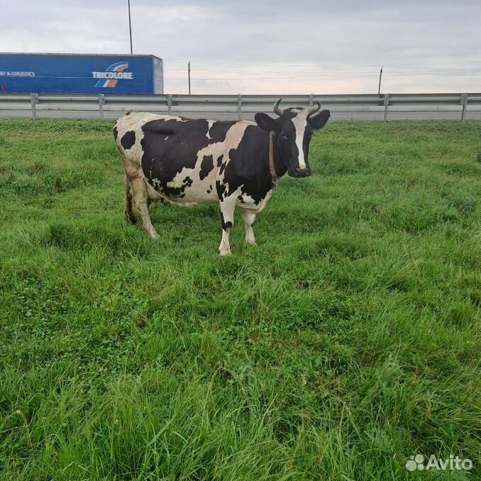 Продаётся Тёлка