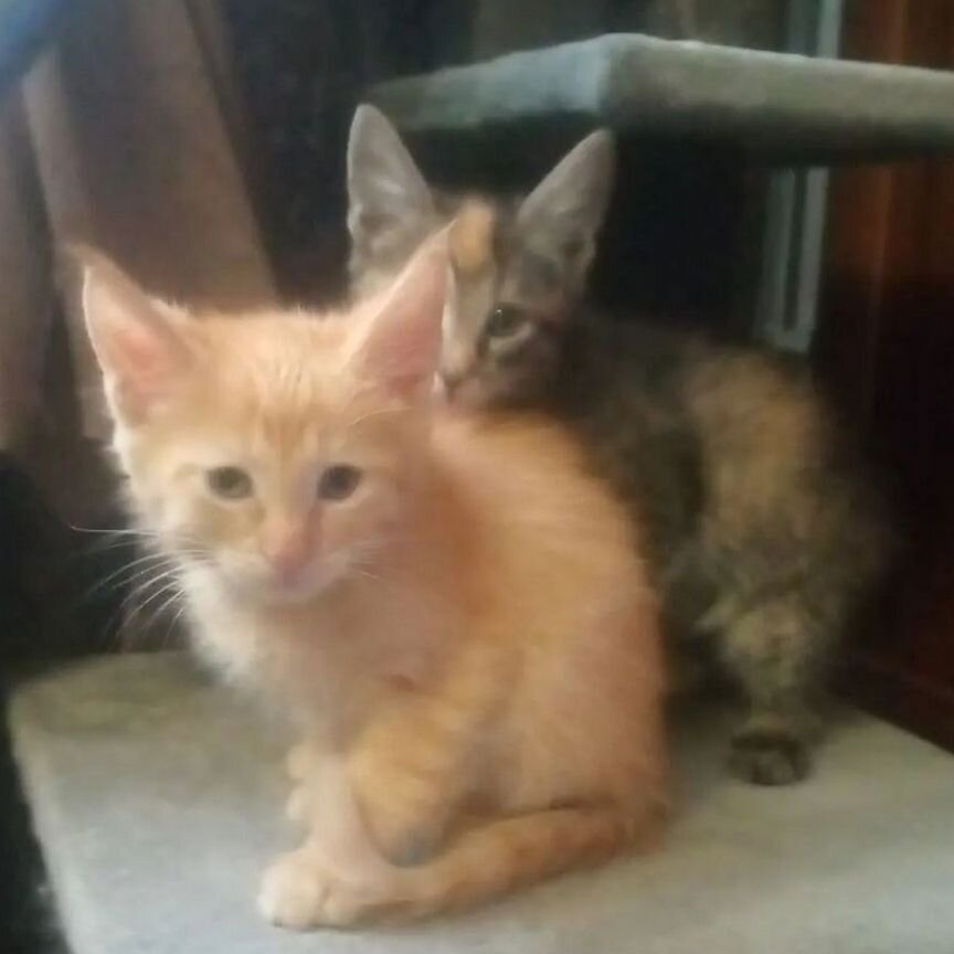 Мейн-кун котёнок