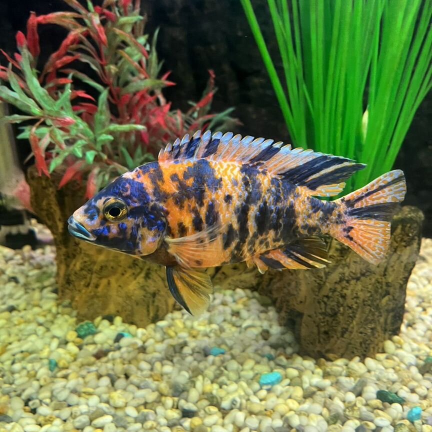 Аулунукара (самец)