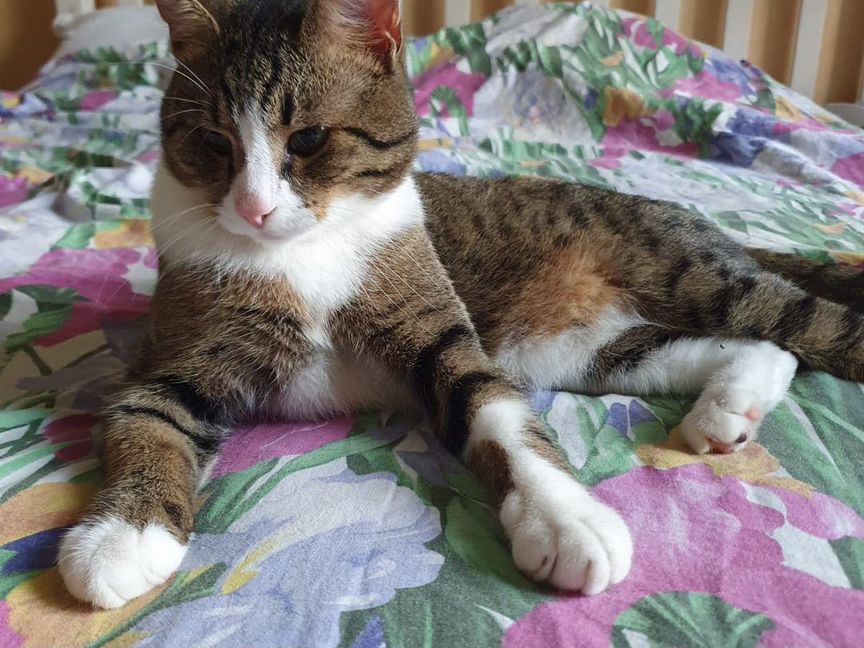 Кот