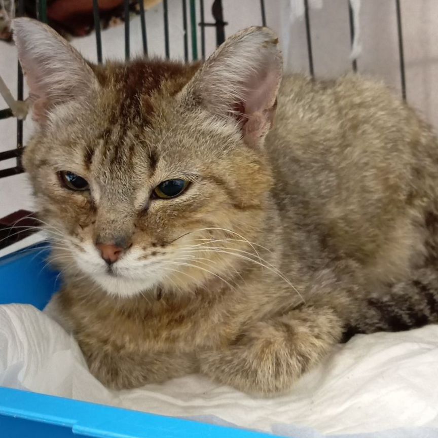 Котик в добрые руки