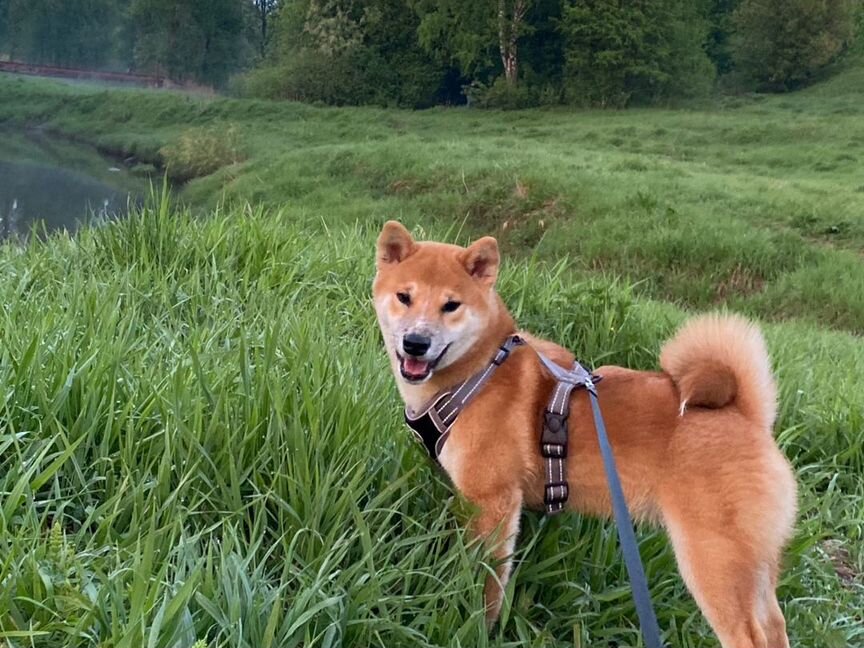 Вязка сиба ину кабель