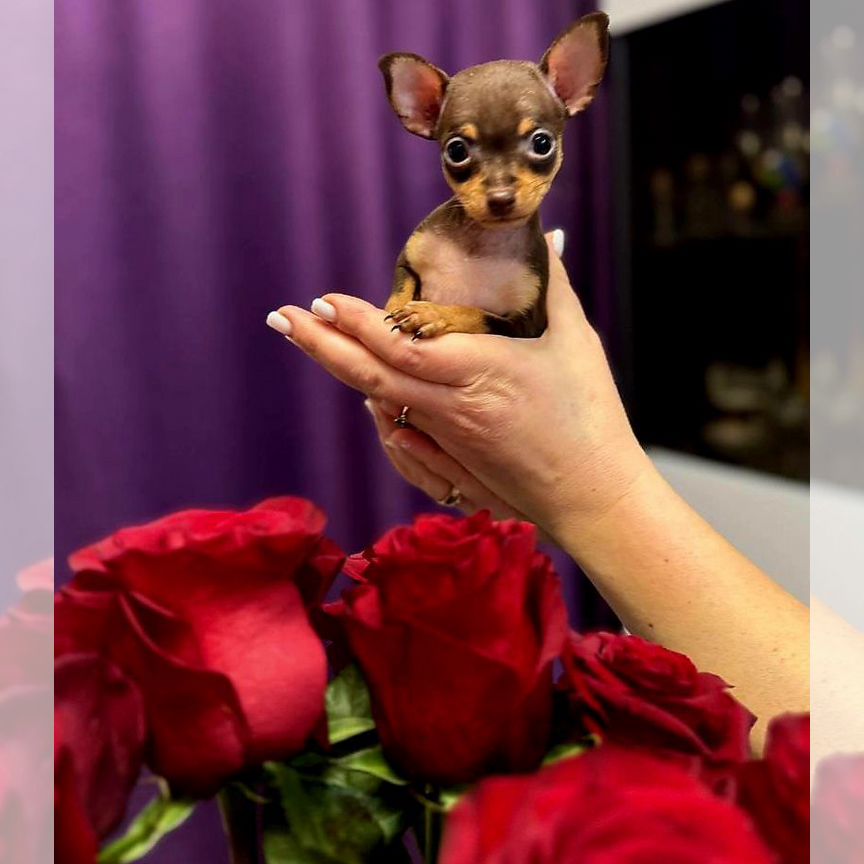 Русский той-терьер, щенок