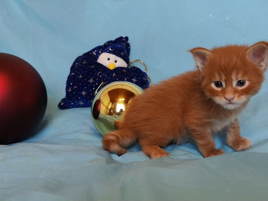 Котята породы Мейн-кун