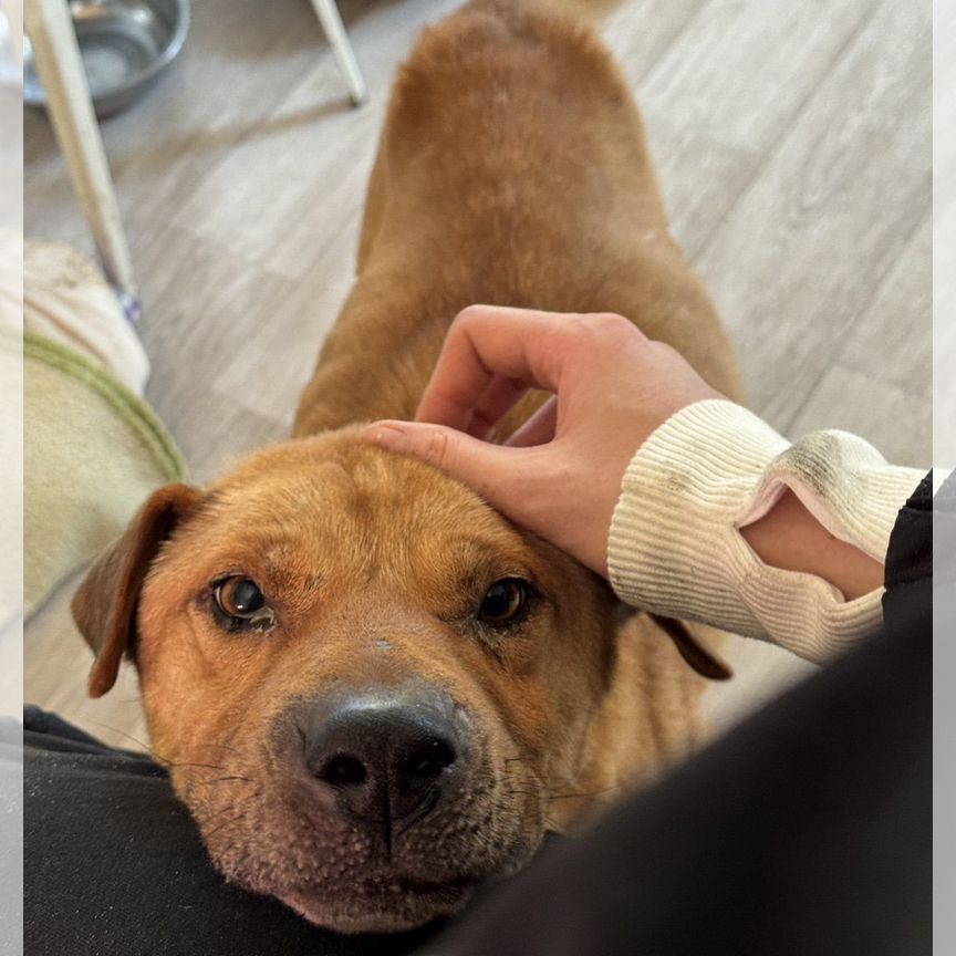 Взрослый пёс в добрые руки