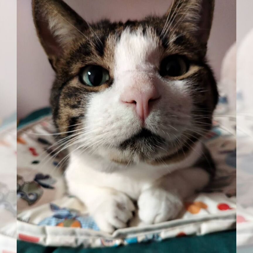 Бездомный котик из ниоткуда
