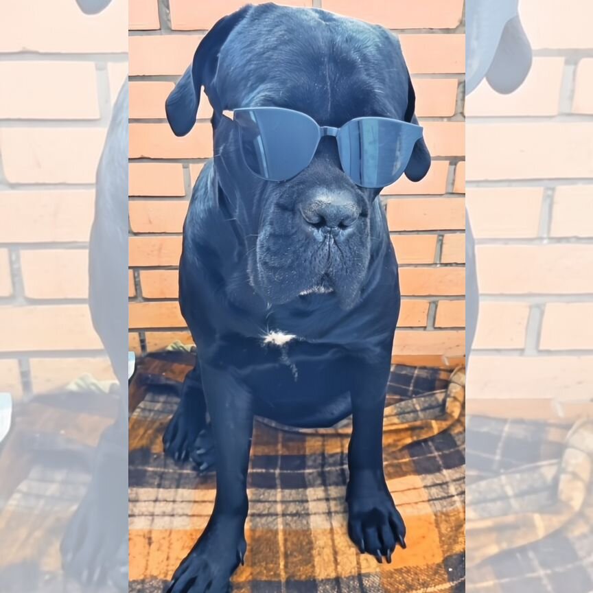 Кане-корсо, взрослый пёс