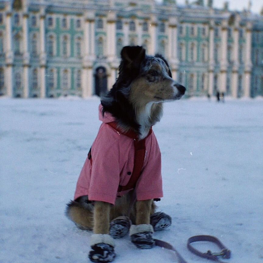 Комбенизон для собаки зимний