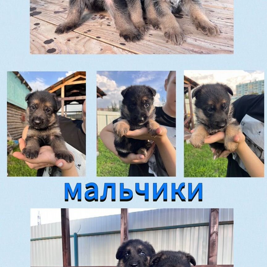 Щенки немецкой овчарки