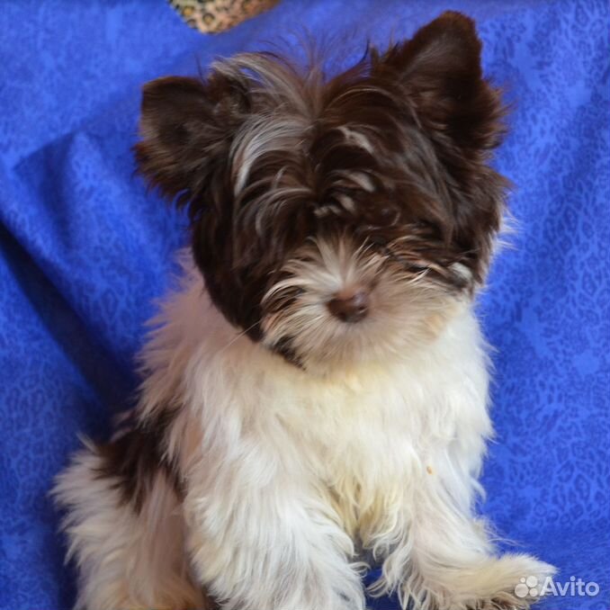 Бивер шоколадный мальчик