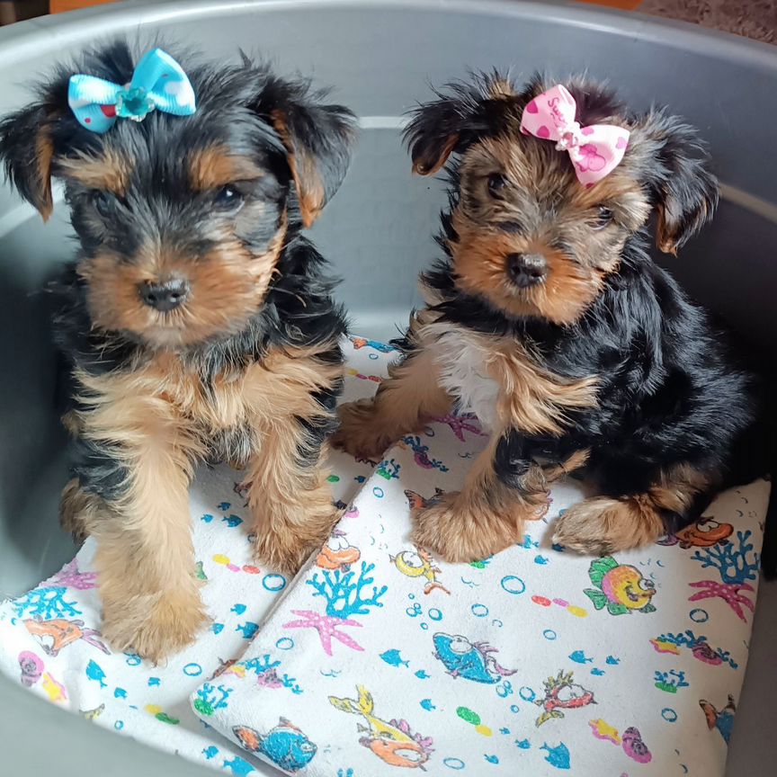 Щенок в добрые руки