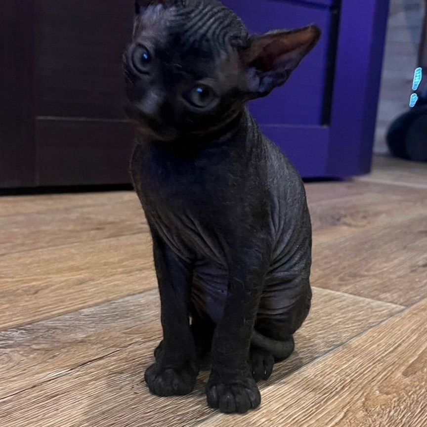 Канадский сфинкс котёнок