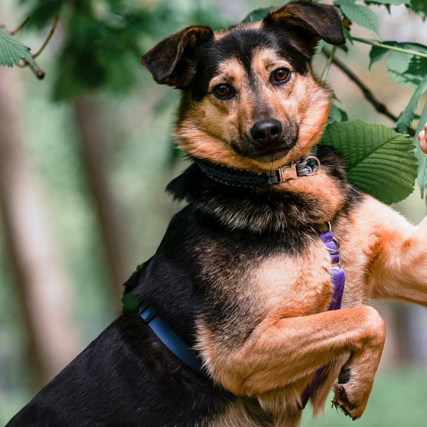 Взрослый пёс в добрые руки