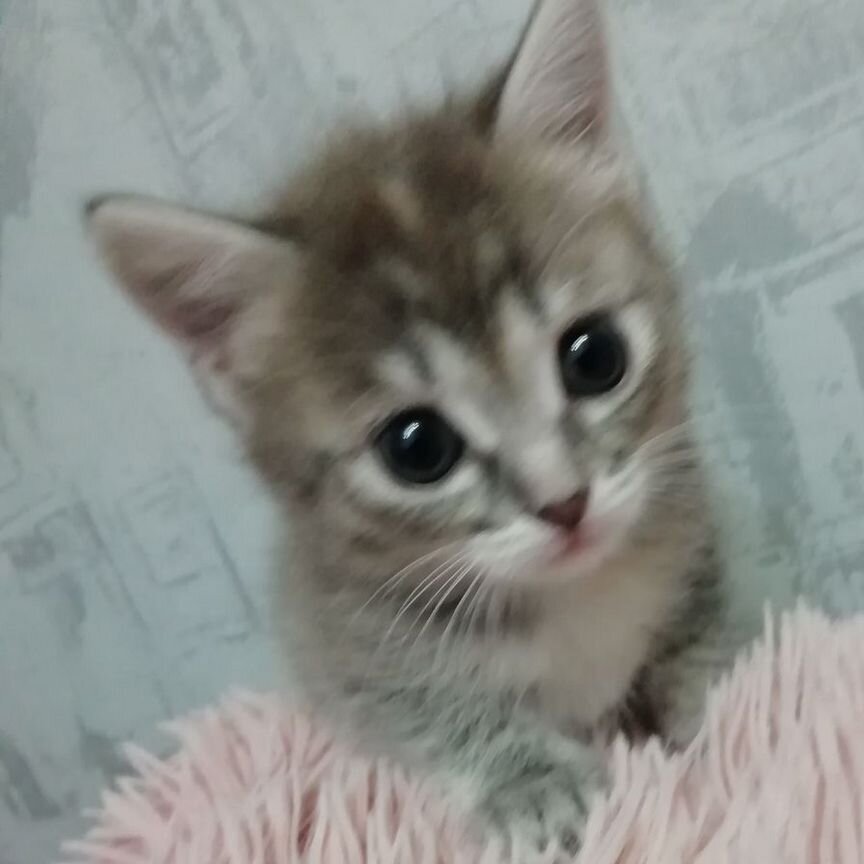 Котёнок в добрые руки