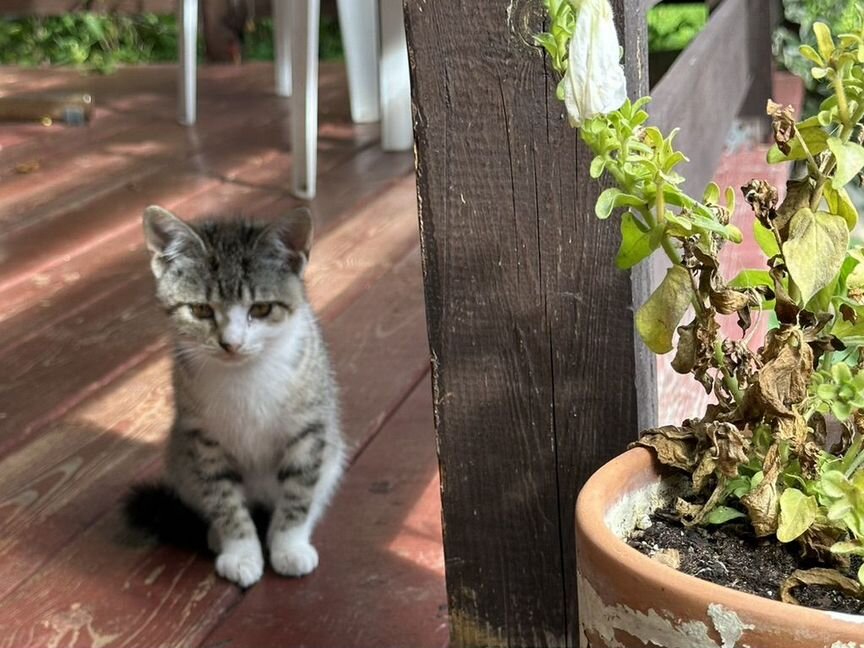 Котята в добрые руки