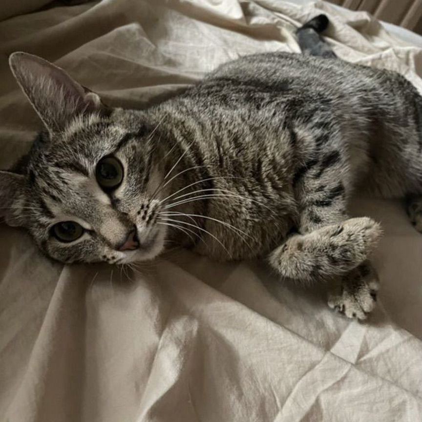 3 дня на поиск дома