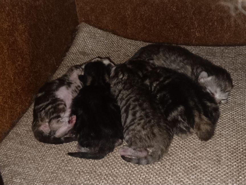 Шотландские котята