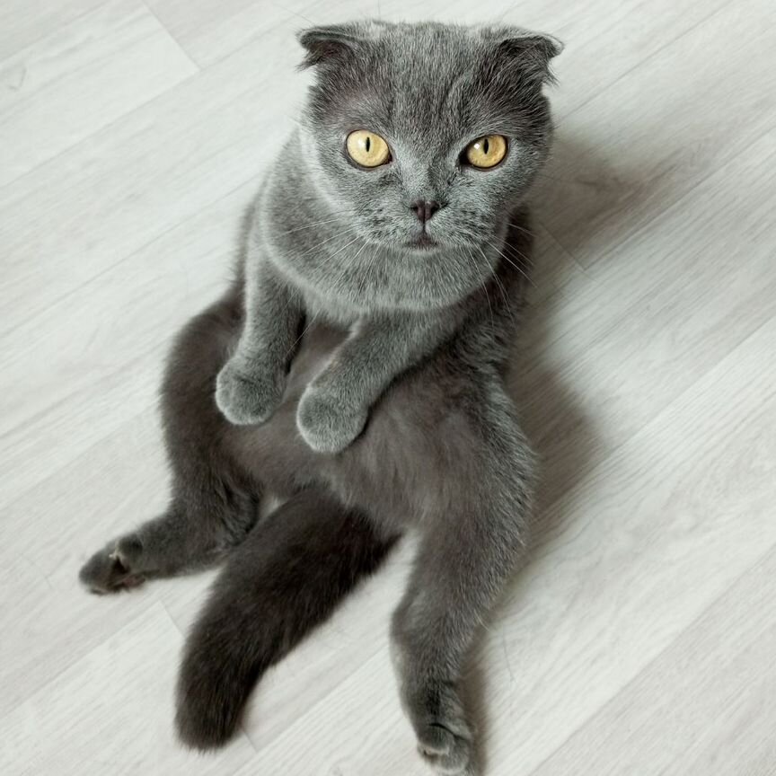 Британская короткошёрстная кошка, взрослая