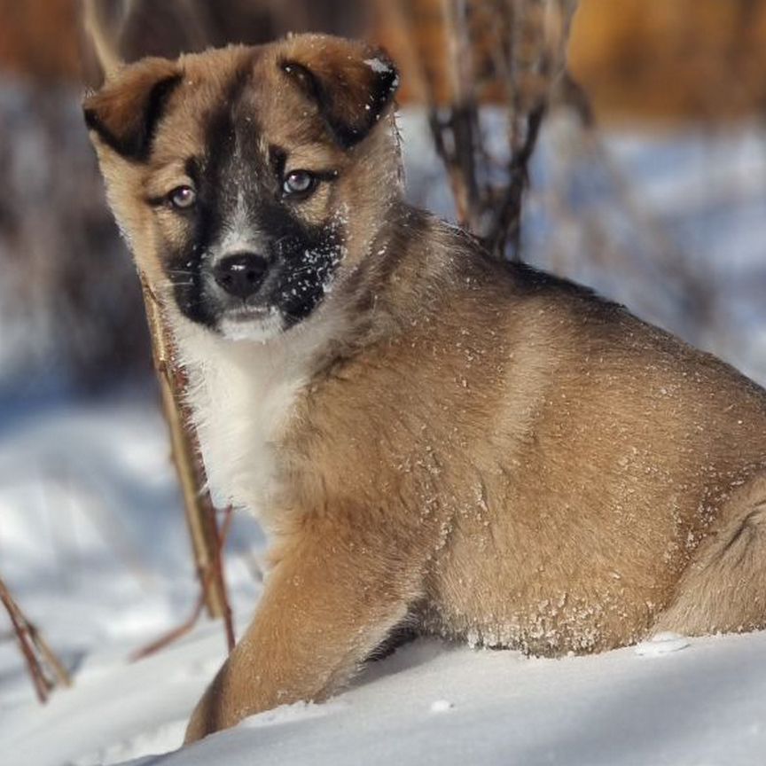 Щенок в добрые руки