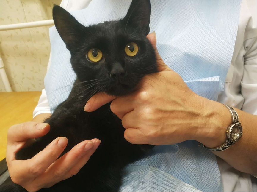Кот