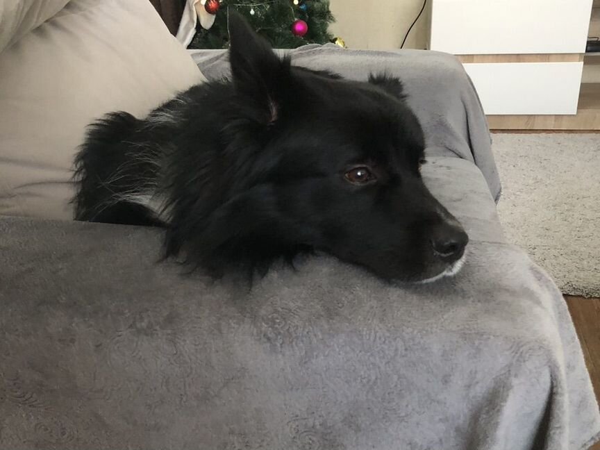 Породистый, отдаем по причине аллергии у ребенка