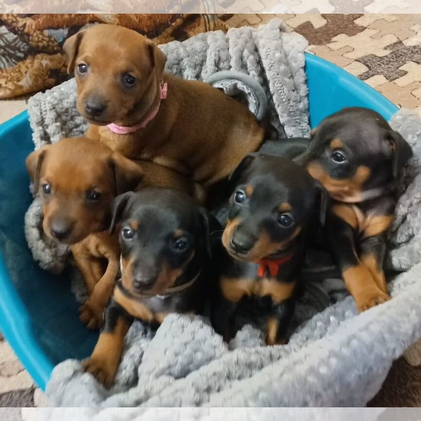 Цвергпинчер, щенок