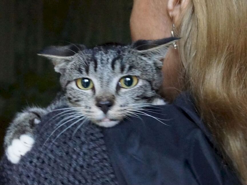 Котёнок девочка