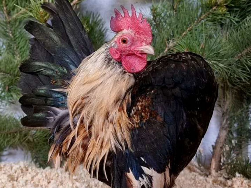 Малазийская серама Антверпенская бородатая куры