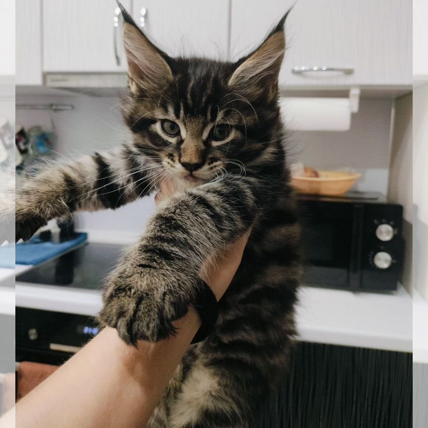 Мейн-кун котёнок