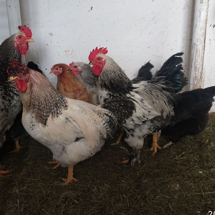 Продаю петухов